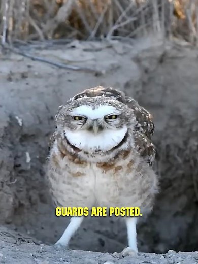 Owls That Hiss Better Than Snakes! 🐍🦉