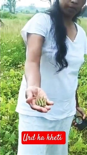 Urd khet Ki Masti !! #short Video #Youtube #Shreelee short!!