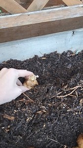 Get your bulbs for your Fall planting now! 🌷 | DutchGrown