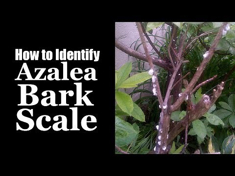 Azalea Suffering from Azalea Bark Scale