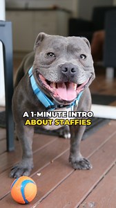 472K views · 9.9K reactions | A 1-minute intro about Staffies  . . . . . . . . . . . . . #staffordshirebullterrier #staffymoments #bluestaffy #staffy #bluestaffypuppy #staffylife #staffylovers #staffysmile #puppy #intro #introduction #doglife #doglife | Happy Staffy Co. | Facebook