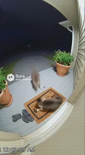 Security Camera Captures a Cat’s Terrifying Encounter on the Porch | Real Doorbell Footage
