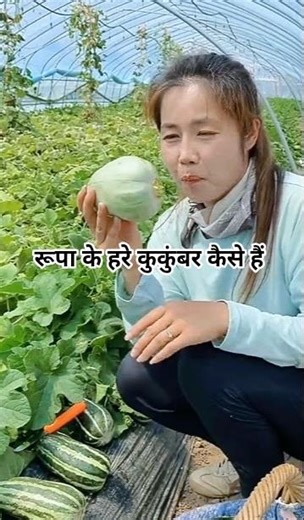 How are Rupa's green cucumbers after all? #shorts #youtubeshorts #fruit #cucumber #farming #farm