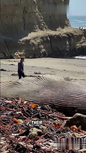 You Won’t Believe This Whale Explosion! Real Footage