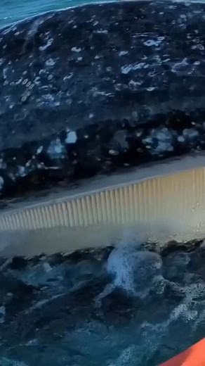 Why Whales Have Hairy Teeth | Great Minds