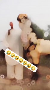 205K views · 16K reactions | Huzaifa goat farm Sahiwal Bakra Tv Rustom bakra | Huzaifa goat farm | Facebook