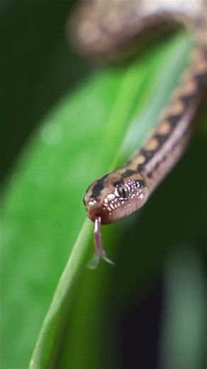 🐍 🔥 Snake Whisper : SNAKE #shorts