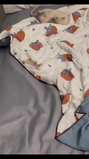 My arms aren’t long enough #pet #petsoftiktok #fyp #cuteanimals #funnyanimals #hamster