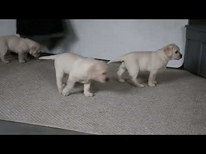 Yellow Lab Puppies For Sale