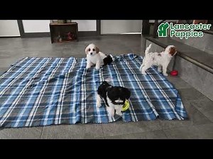 Lovable Cavapoo Mix Puppies