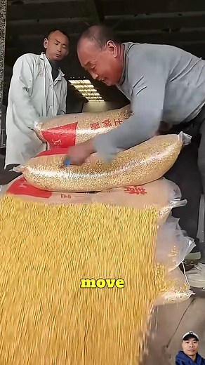 The process of unpacking corn kernels #CornFlow #BulkHandling #AgriPower | Ogunquit, Maine Oceanfront Rentals