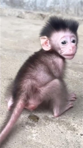 😱💦 She Peed on the Floor… Then Totally Panicked! 🐒