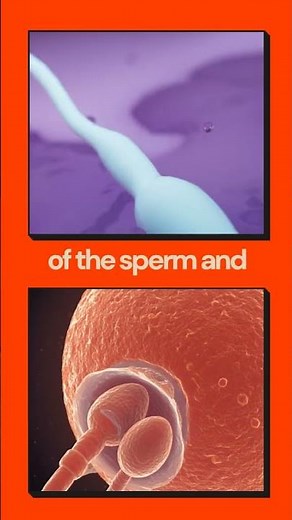 What Really Happens When Sperm Meets Egg?