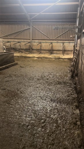 Cow Enters Another Dimension Instead of Milking Parlour