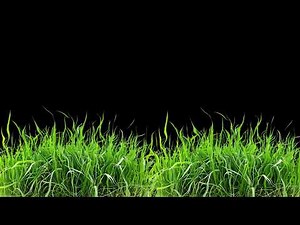 Realistic Grass Animation | Grass Wind Effect Overlay | Nature Grass Background | Free 4K