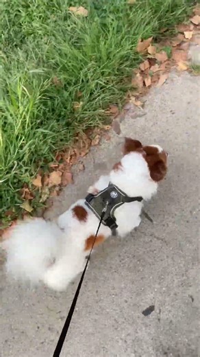 Tiny Steps with Kokoni 🐶💚 小碎步 #Kokoni #puppy #walking #tinysteps