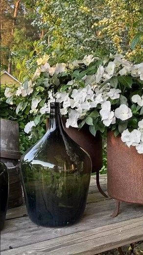 Runaway bride #hydrangea#гортензія #flowers #garden #гортензия #садгортензий #hydrangeagarden#shorts