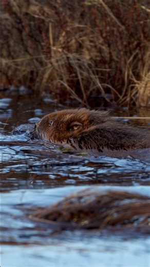 Wildland Scotland on Instagram: "On Friday, we released a family of beavers in the Cairngorms National Park, another in a series of releases that means, for the first time in 400 years, beavers are now back in the Cairngorms. David Morris, our Ecology Manager, was thrilled with the release. He told us that "while we've carefully restored many of the habitats across the estate, beavers are the ecosystem engineers that help to do that final bit of habitat management that benefits all the other spe