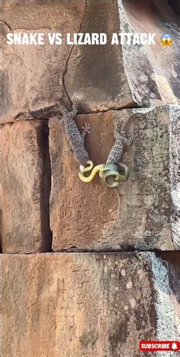 Snake vs lizard attack #wlidlife #animal #attack 😱🫣