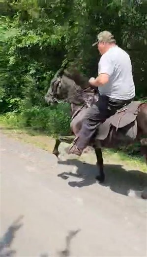 HIP # 108 Proudly offered at 4B Horse Sale White Pine, TN February 28, 2026 Peanut is a 9 year old, 15h mare who has previously been used as a broodmare. She is sound, sane, and makes a great mama or can be put back to work as a riding horse. She has been riding since her last foal and is open. Racking in the teens with room for improvement as she gets stronger in her training. She is in foal to Banjo (standardbred) for a May baby. #4bhorsesale#alltheprettyhorses#forsale#addiction#nature#horsepo