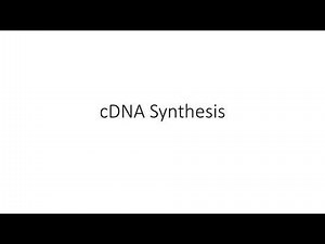 cDNA Synthesis