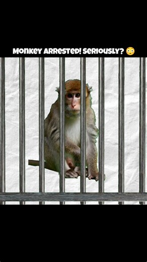 Jail Wala Bandar 🐒🚔 | India Ka Pehla Criminal Monkey