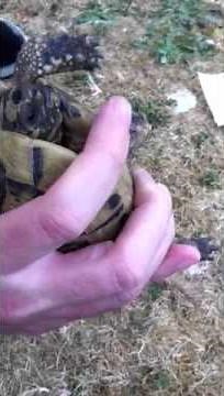 Injection tortue terrestre