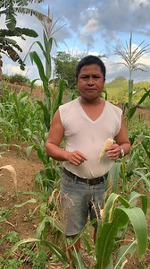 146K views · 1.6K reactions | MGA SENIOR CITIZENS GA CORN FARMING SA ALTHAM FARM LAND! BE SMART, BE WISE IN WHATEVER YOU DO! IINTEGRATED FARMING! DURIAN FARMING! #followerseveryonehighlights #tips #process #process #followers #farming #teachings #highlights #wisdom #facebookreelsviral #fyp | Bro Edcel Lacaran Closas | Facebook