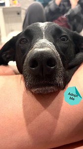 20K views · 325 reactions | PLEASE SHARE! This easygoing boy just...