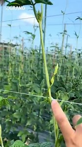 ⭐Super Sturdy Plant Support Netting For Wholesale ☑️Free Sample for Bulk Order ☑️Customized Specification ☑️MOQ=1000KGS~3000KGS, about half 20' FT container ☑️OEM and ODM Service is Available ☑️Fast Delivery with Best Price 🌐Looking for Wholesaler, Trading Company, Reseller, Retailer, Importer, Distributor, Dealer, Factory, Farmer all over the world #Grandnets #supportnetting #climbingplasticnet #trellisnetting #Agriculture #Farming #vegetable #Fruit #Plant | HEFEI GRAND NETS