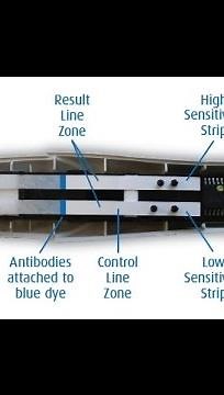 What's inside this pregnancy test?