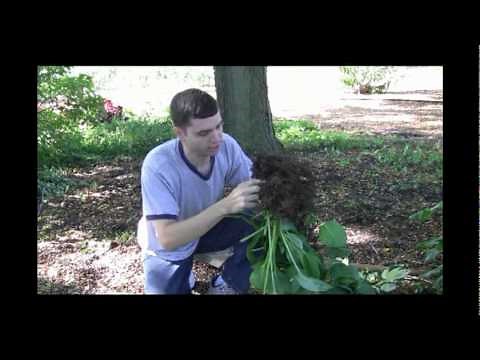 How-To Divide Hosta: Step-By-Step Gardening