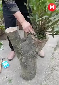 7.4K views · 27 reactions | Planting parasitic plants | WOW | Facebook