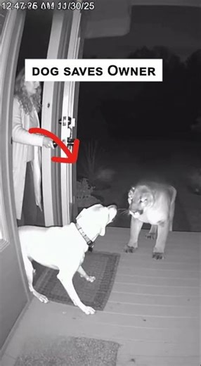 Lady in Danger… Hero Dog Rushes In! #BraveDog #AnimalHeroes