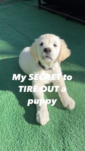 ➡️. Let them sniff! ➡️Our dog’s olfactory system is so advanced that the puppy brain gets exhausted when given the opportunity to just smell. ✅Take them in the yard or on a walk and just let then sniff whatever they want to. ✅If you cannot go outdoors create your own smelly sniffing game for them and teach then how to play. ✅It only takes about 10-15 minutes and you will have an exhausted puppy! ✅ Follow @empoweredpuppyprogram for great puppy training tips. ✅Getting a puppy? visit empoweredpuppy