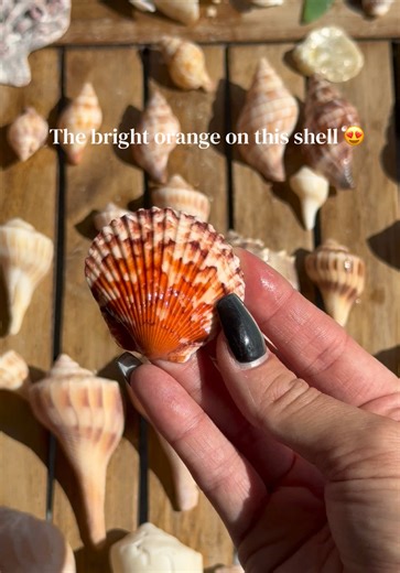 How to Clean Seashells with Mineral Oil