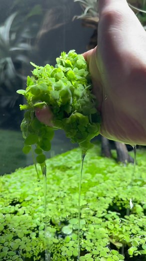 Floating Plants for Freshwater Aquariums in Tucson, Arizona