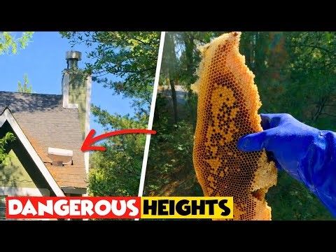 Removing a Full Beehive from a Mountain Home