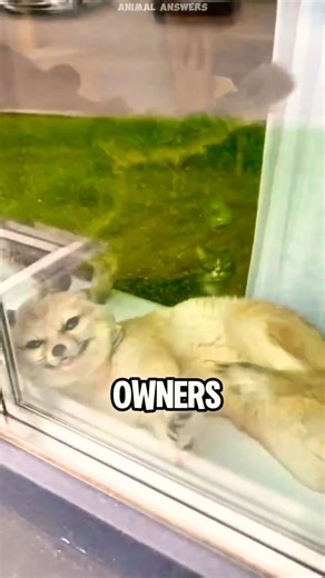 Is The Fennec Fox The Perfect Pet Or A Desert Warrior? #shorts