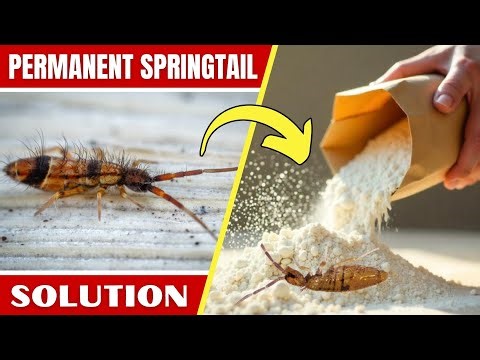 Stop Springtails in Their Tracks! Proven Home Remedies That Work