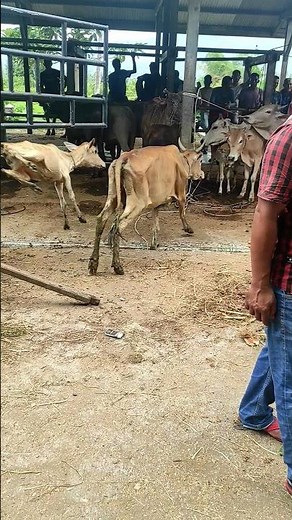 Sapi Lucu Kepleset, Lembu Jinak, pedet super #sapi #lembu #cow #sapilucu #sapijumbo