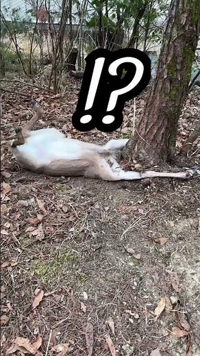 Why Some Deer Play Dead During Hunting Season