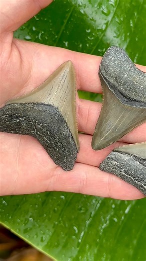 43K views · 1.2K reactions | Megalodon shark tooth found while searching through a recently exposed ancient ocean floor and fossil layer that existed back when most of Florida was underwater millions of years ago! Can you tell which of the 3 teeth at the end of the video were the one found here? | SHRKco | Facebook