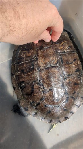 Oddly Satisfying Turtle Peeling Experience