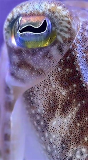 This Baby Cuttlefish Is Mesmerizing to Watch