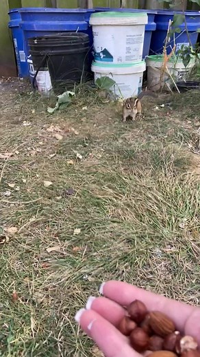 One eternity later #shorts #funny #animals #chipmunk #charlie #nature #wildlife #smart #cute | Charlie The Chipmunk