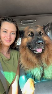267K views · 12K reactions | Co pilot wolf | apollo_germanshepherd | Facebook