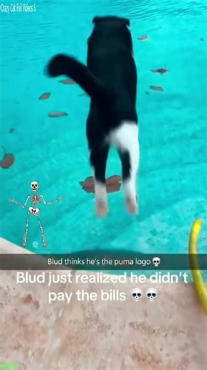 Cute Animals 😹 funny cats meme 😼 # #4575