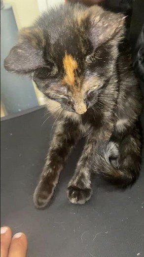 Aponi relaxing #cat #adoreble #cuteanimal #famous#thanksgiving #kitten