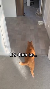 481K views · 6K reactions | The most effective alarm clock #cat #catmom #funnycat #catlover | Gangstacats | Facebook